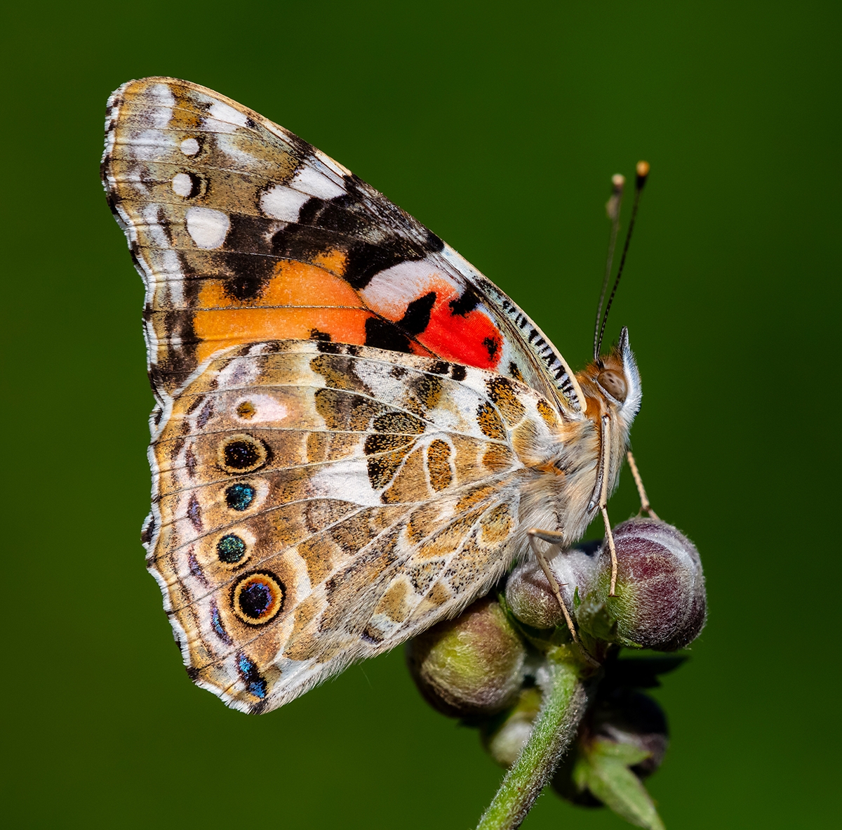 Vanessa cardui